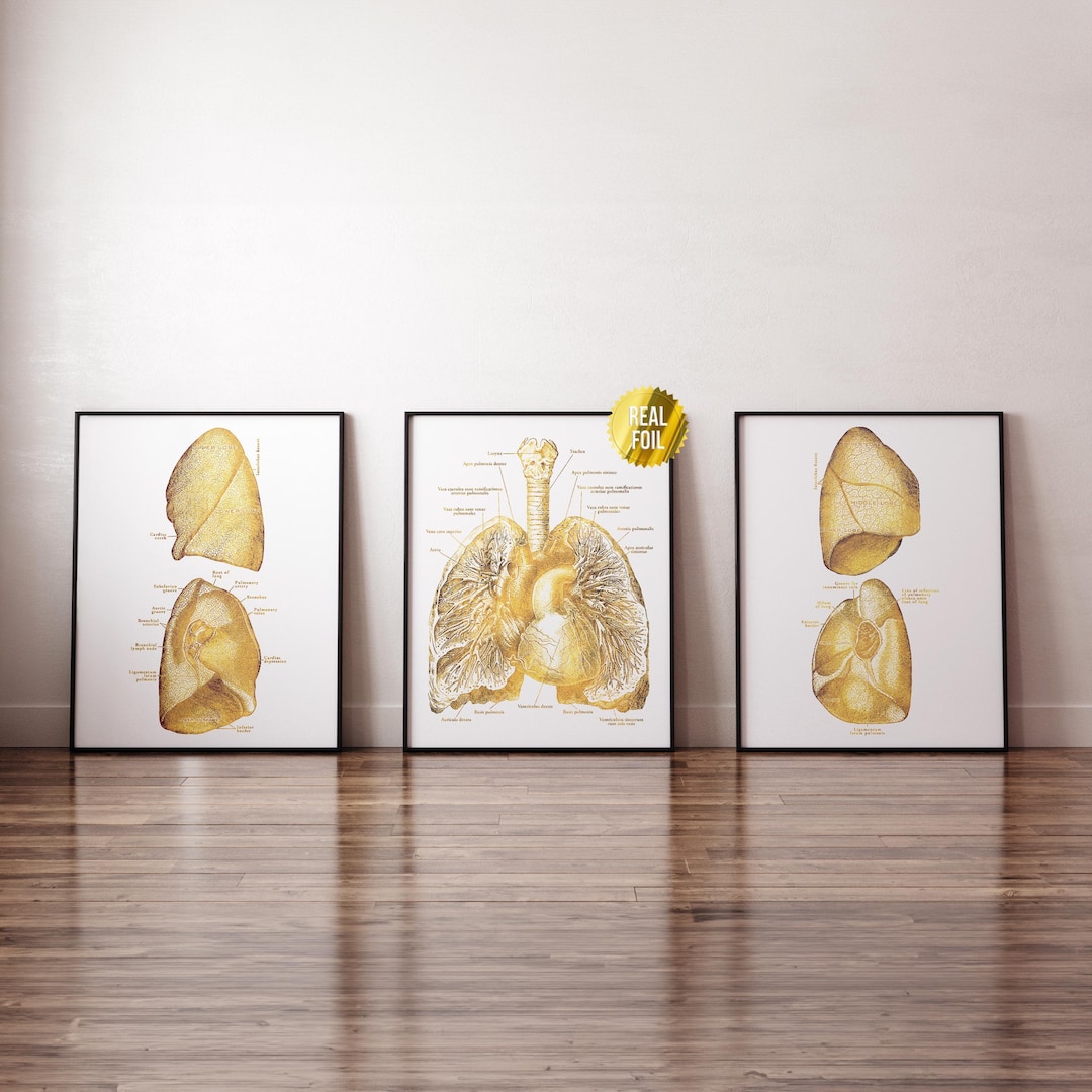 Vintage Lung Anatomy Foil Print Set of 3 - Respiratory Therapists ...