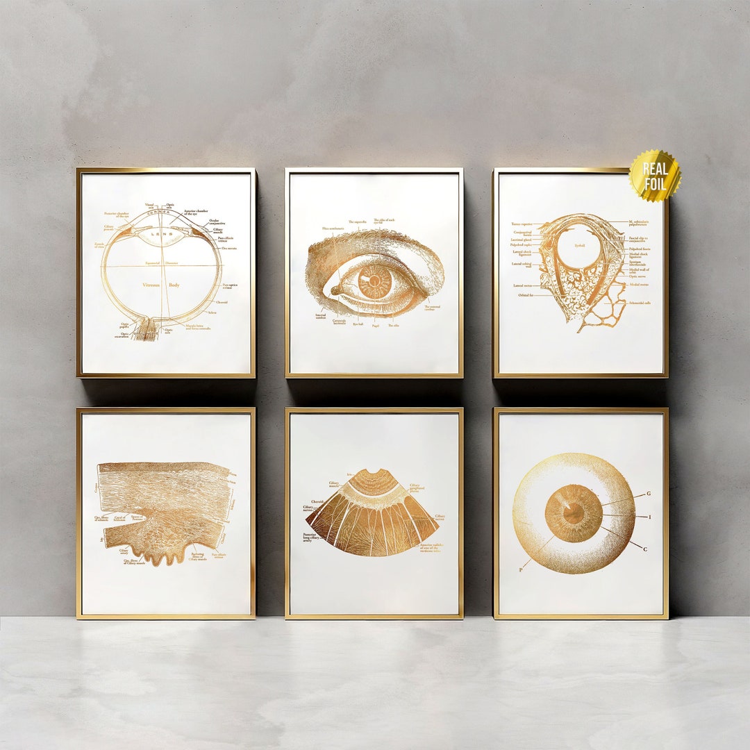 Anatomical Eye Optometrist Foil Print Set of 6 - Vintage Eye Anatomy ...
