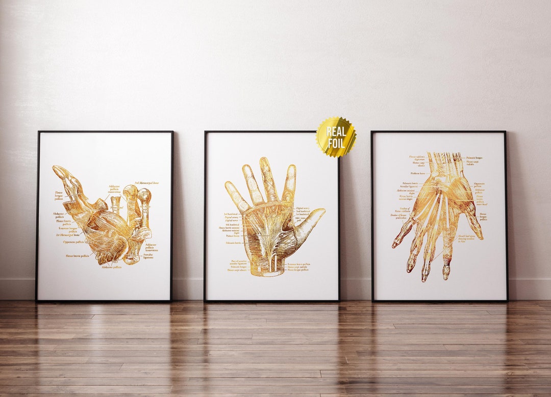 Vintage Hand Anatomy Art Foil Print Set of 3 - Orthopedic Hand Surgeon ...