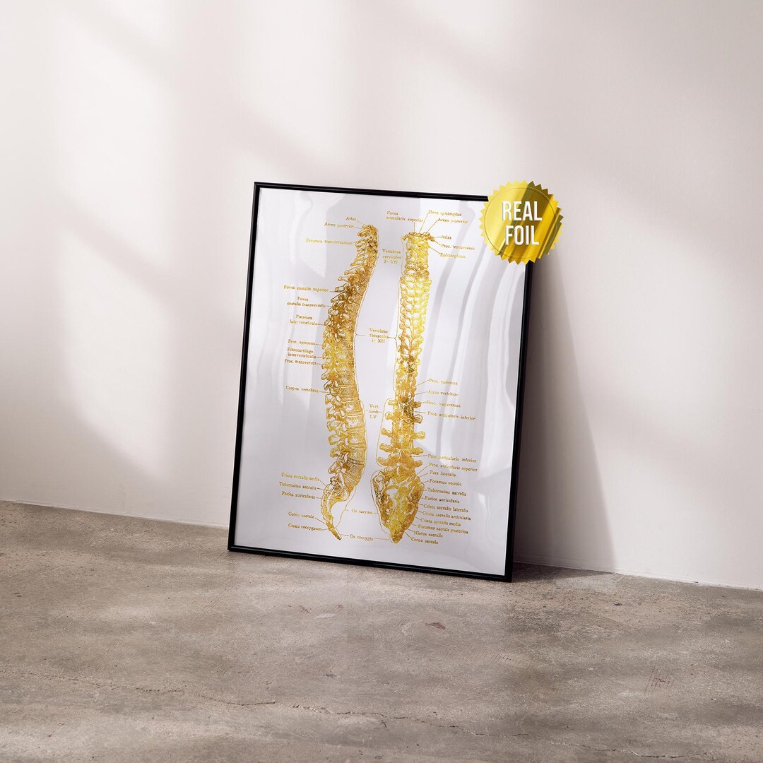 Vintage Spine Anatomy Art Foil Print - Physical Therapy Chiropractic ...