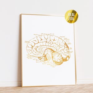 Brain Anatomy Art Foil Print Set of 3 - Medical School - Human Brain ...
