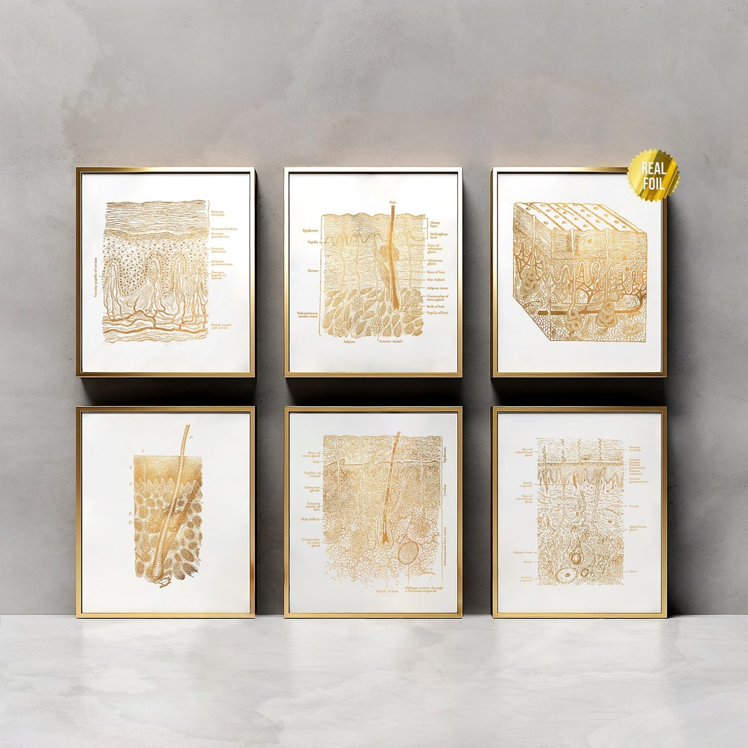 Skin Care Anatomy Art Foil Print Set of 6 - Esthetician Decor - Anatomy ...