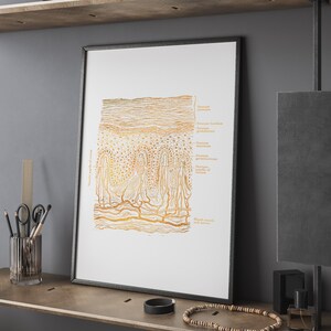Skin Care Medical Art Foil Print Dermatology Anatomy Art Skin Histology ...