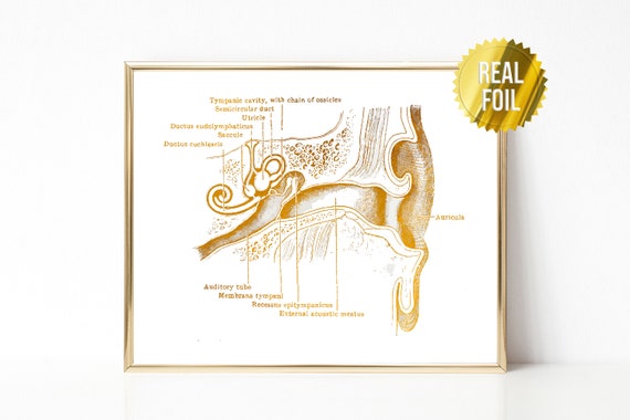 Anatomical Ear Anatomy Poster Foil Print ENT Doctor | Etsy