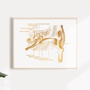 Anatomical Ear Anatomy Poster Foil Print ENT Doctor Graduation Gift ...