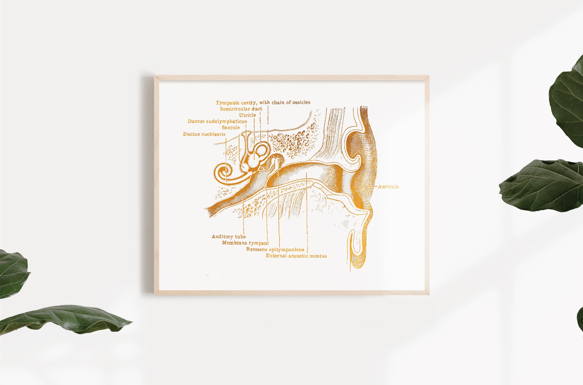 Anatomical Ear Anatomy Poster Foil Print ENT Doctor | Etsy