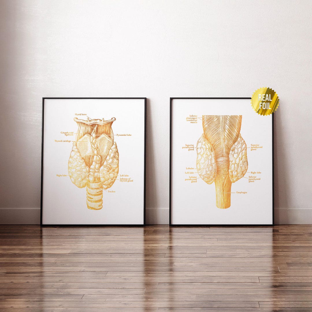 Endocrinology Thyroid Gland Foil Print Set of 2 - Vinatage Anatomy ...