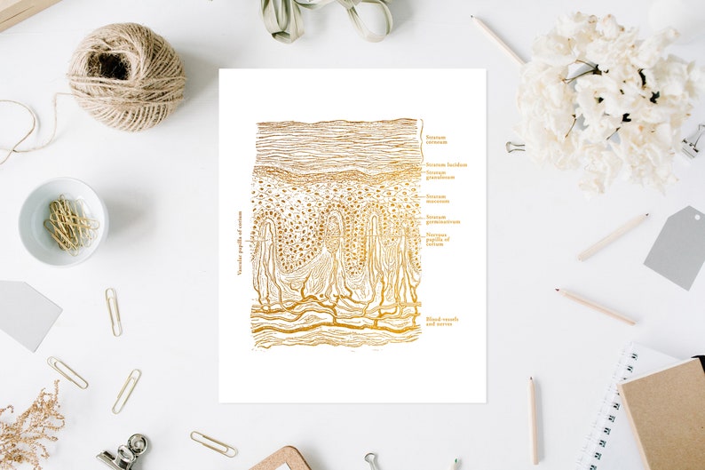 Skin Care Medical Art Foil Print Dermatology Anatomy Art - Etsy