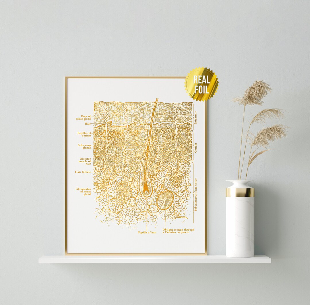 Dermatologist Gift Medical Art Foil Print Esthetician Anatomy Print ...