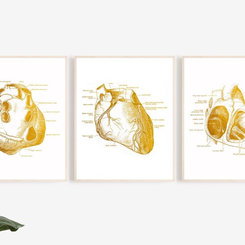Anatomy Art Set Brain Heart Lungs Wall Art Medical Student - Etsy Canada