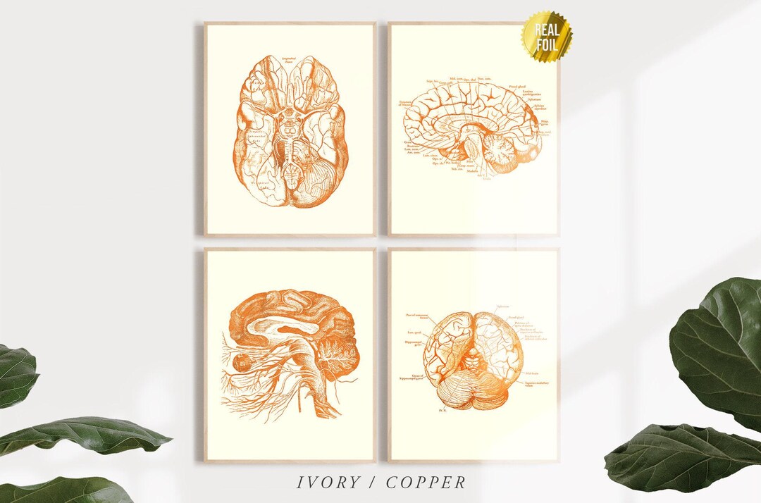 Brain Anatomy Foil Print Set of 4 - Nurse Practitioner Gifts - Social ...