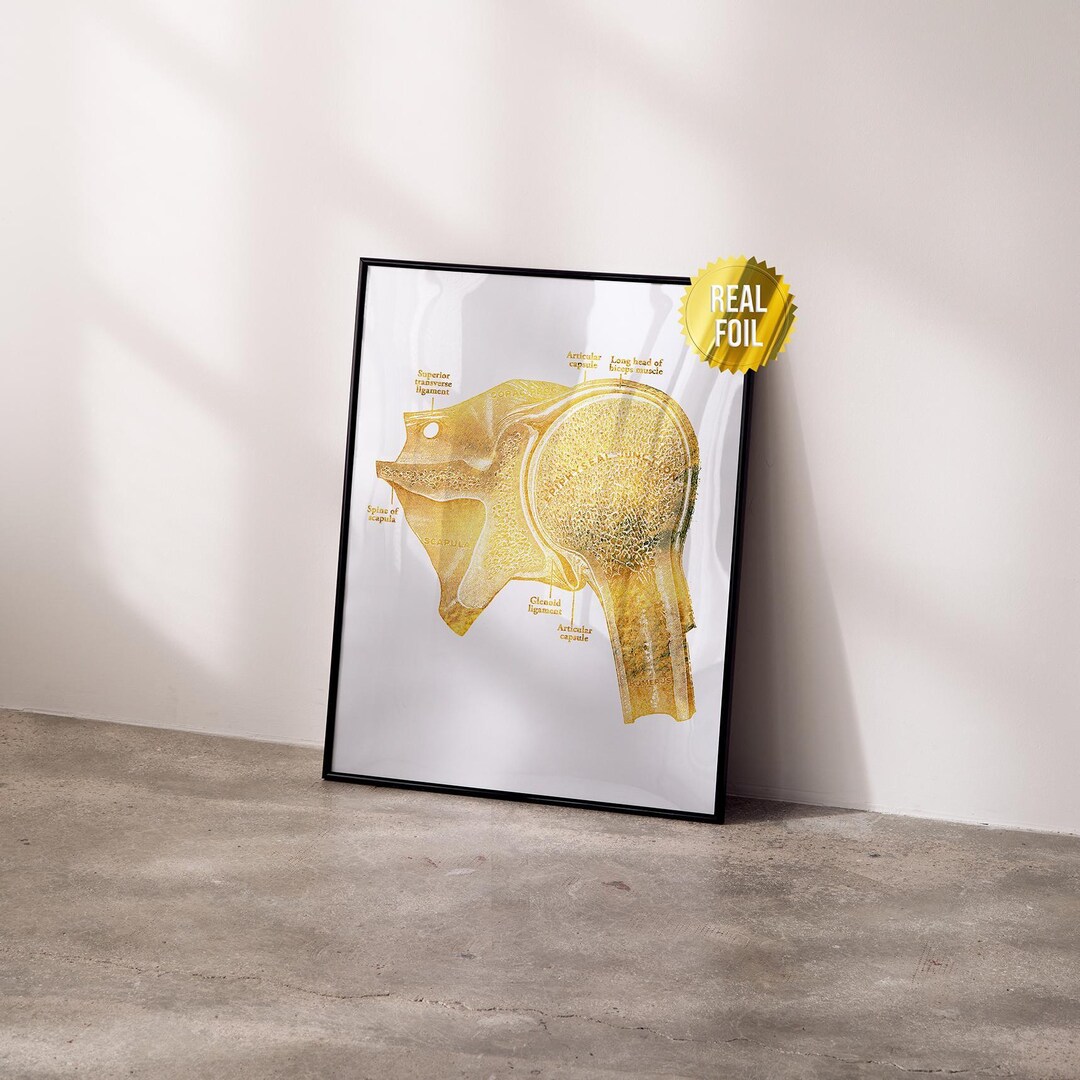 Vintage Shoulder Anatomy Art Foil Print - Chiropractic Art Graduation ...