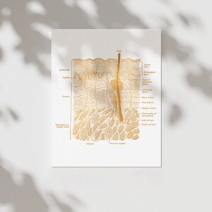 Skin Anatomy Art Dermatologist Gift Foil Print Skin Care Anatomy Poster ...
