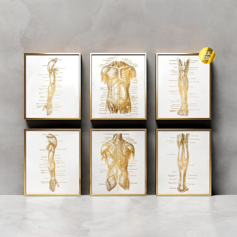 Anatomical Hand Poster - Etsy