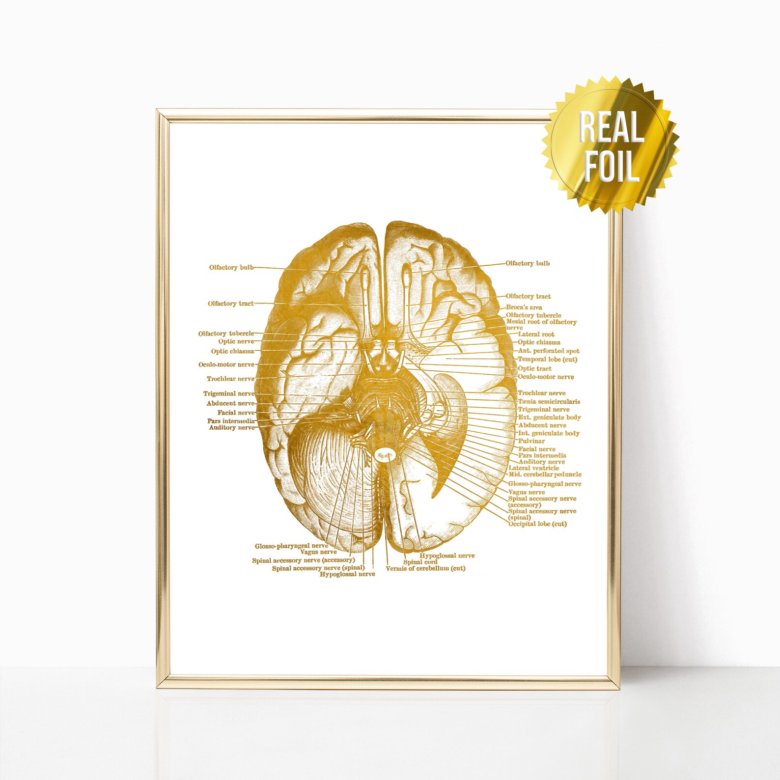 Human Brain Anatomy Medical Student Gift Foil Print Doctors - Etsy