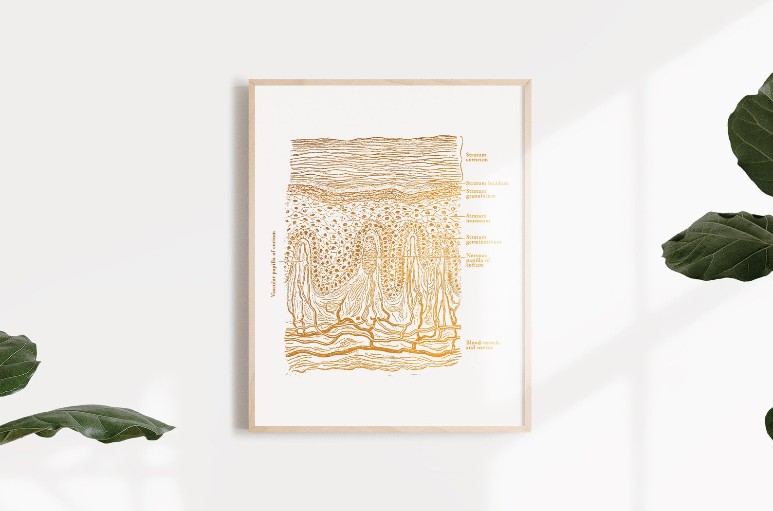 Skin Care Medical Art Foil Print Dermatology Anatomy Art - Etsy