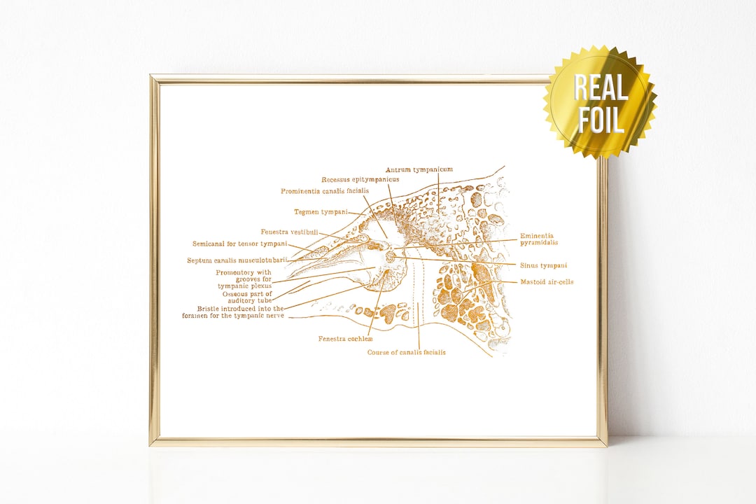 Left Temporal Bone Ear Anatomy Foil Print Ear Art Print Audiologist ...