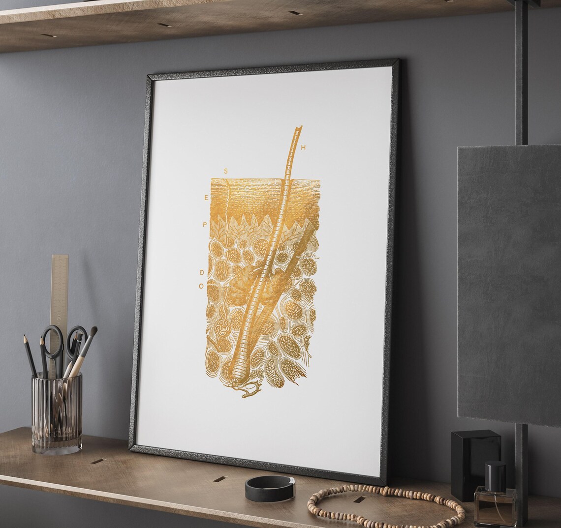 Skin Anatomy Art Dermatology Foil Print - Medical Student Gift - Skin ...