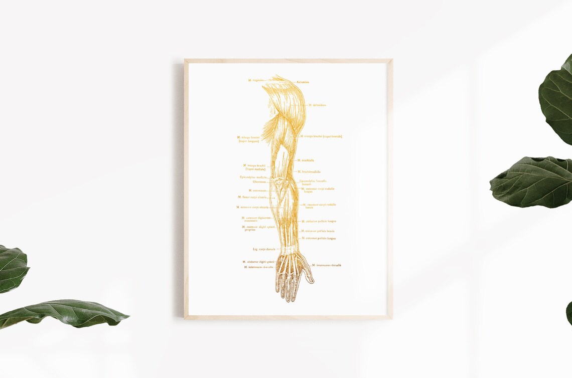 Massage Therapist Hand Anatomy Art Foil Print Anatomy Poster | Etsy