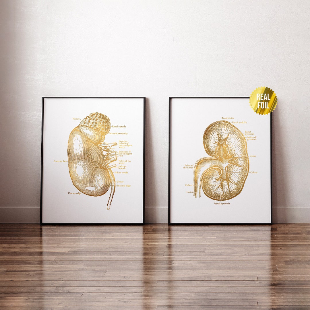 Human Kidney Anatomy Foil Print Set of 2 Nurse Practitioner Surgeon ...