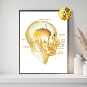 Head Muscles Anatomy Foil Print - Physical Therapy Gifts - Esthetician ...