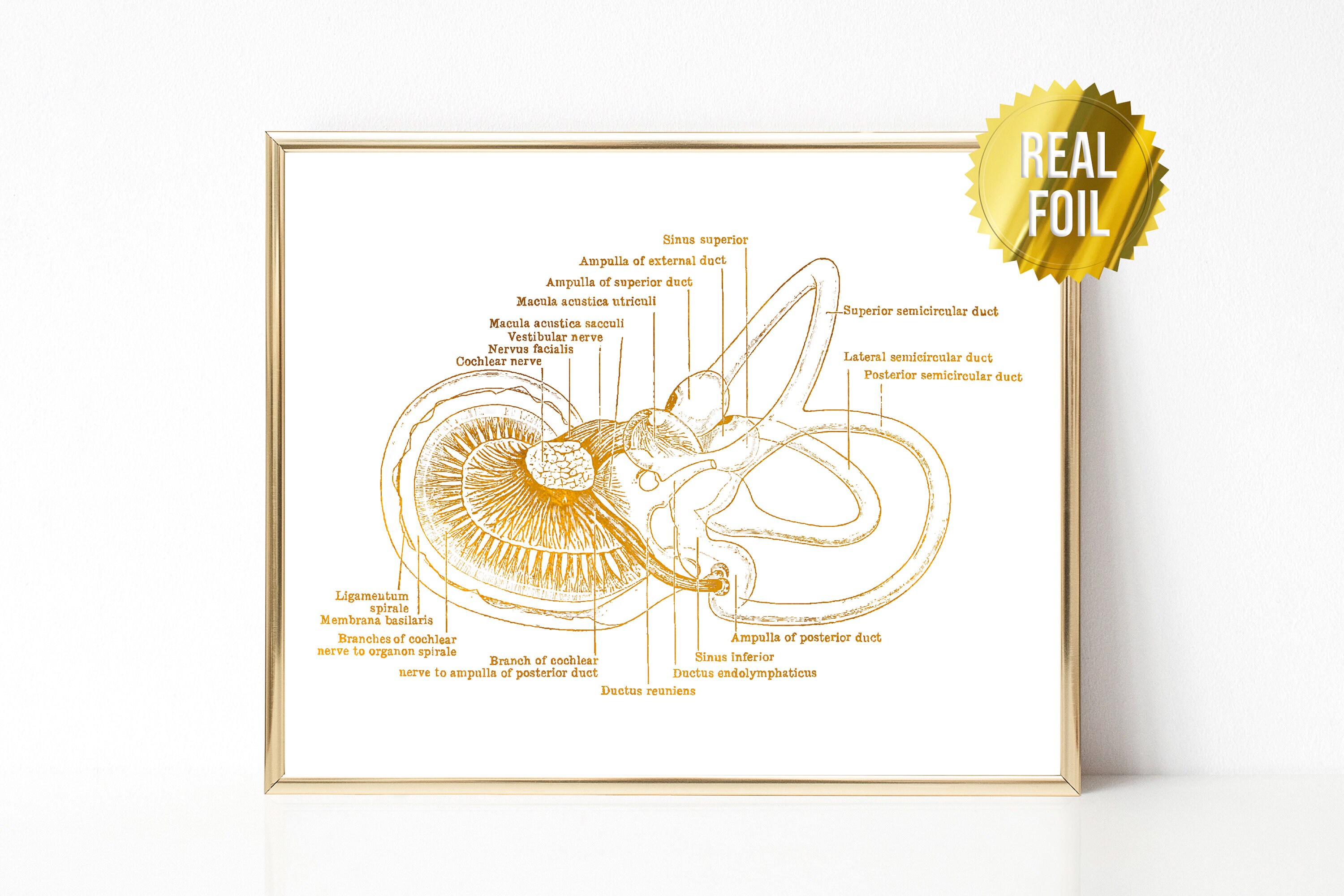 Membranous Labyrinth Ear Anatomy Foil Print ENT Doctor | Etsy