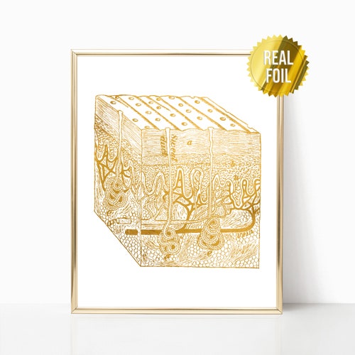 Skin Anatomy Art Dermatology Foil Print Medical Student Gift - Etsy