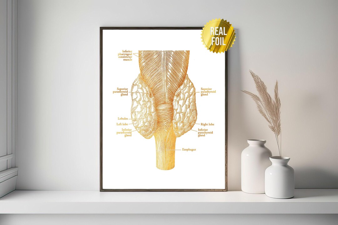 Vintage Anatomy Art Thyroid Gland Foil Print - Human Anatomy ...
