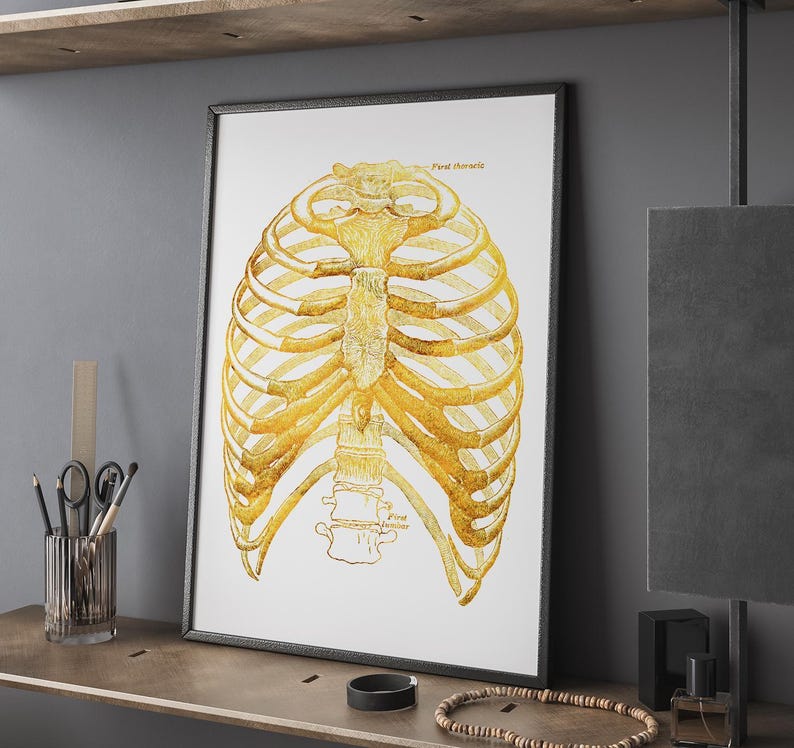 Thorax Vintage Anatomy Art Foil Print - Chiropractic Art - Physician ...
