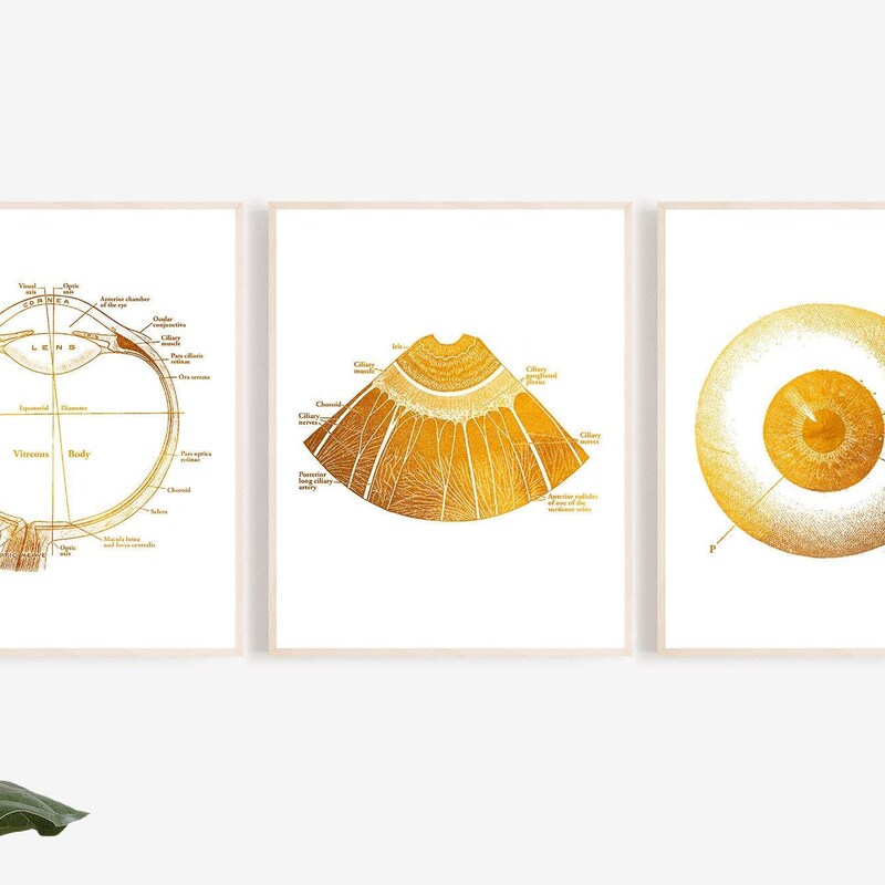 Optometry Wall Art - Etsy