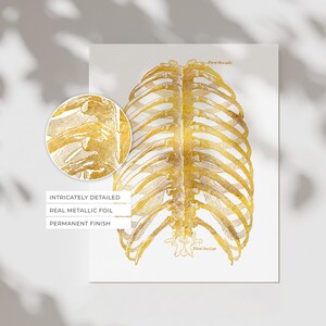 Vintage Anatomy Thorax Foil Print - Chiropractic Art - Physician ...