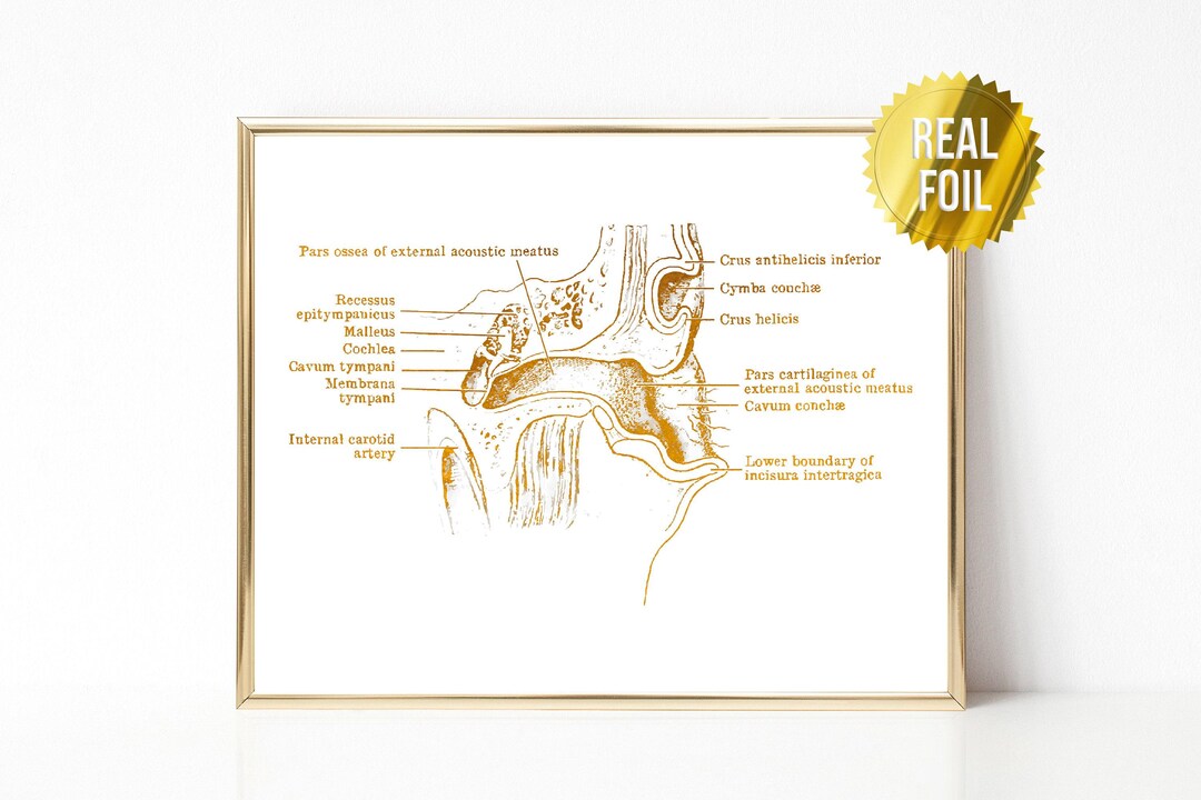 Ear Anatomy Audiology Poster Foil Print - Anatomical Ear Art ...