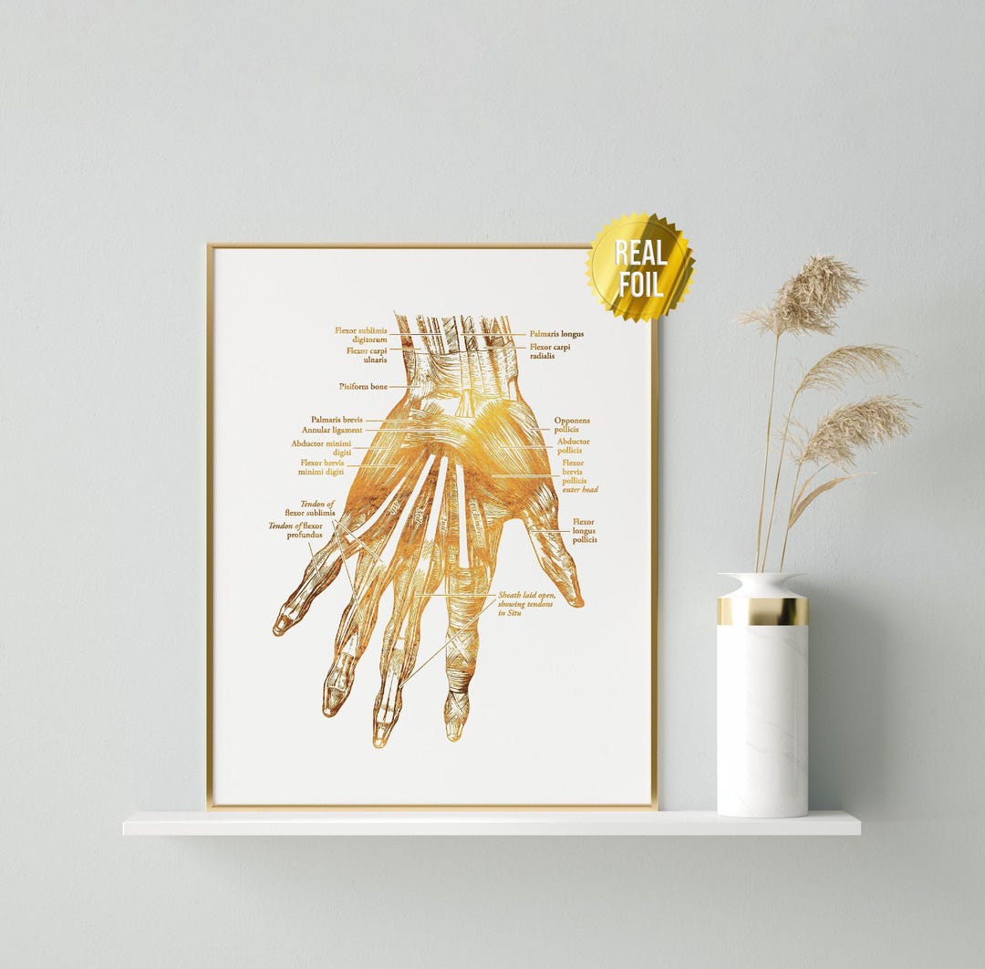 Vintage Hand Anatomy Art - Orthopedic Surgeon Medical Sudent - Physical ...