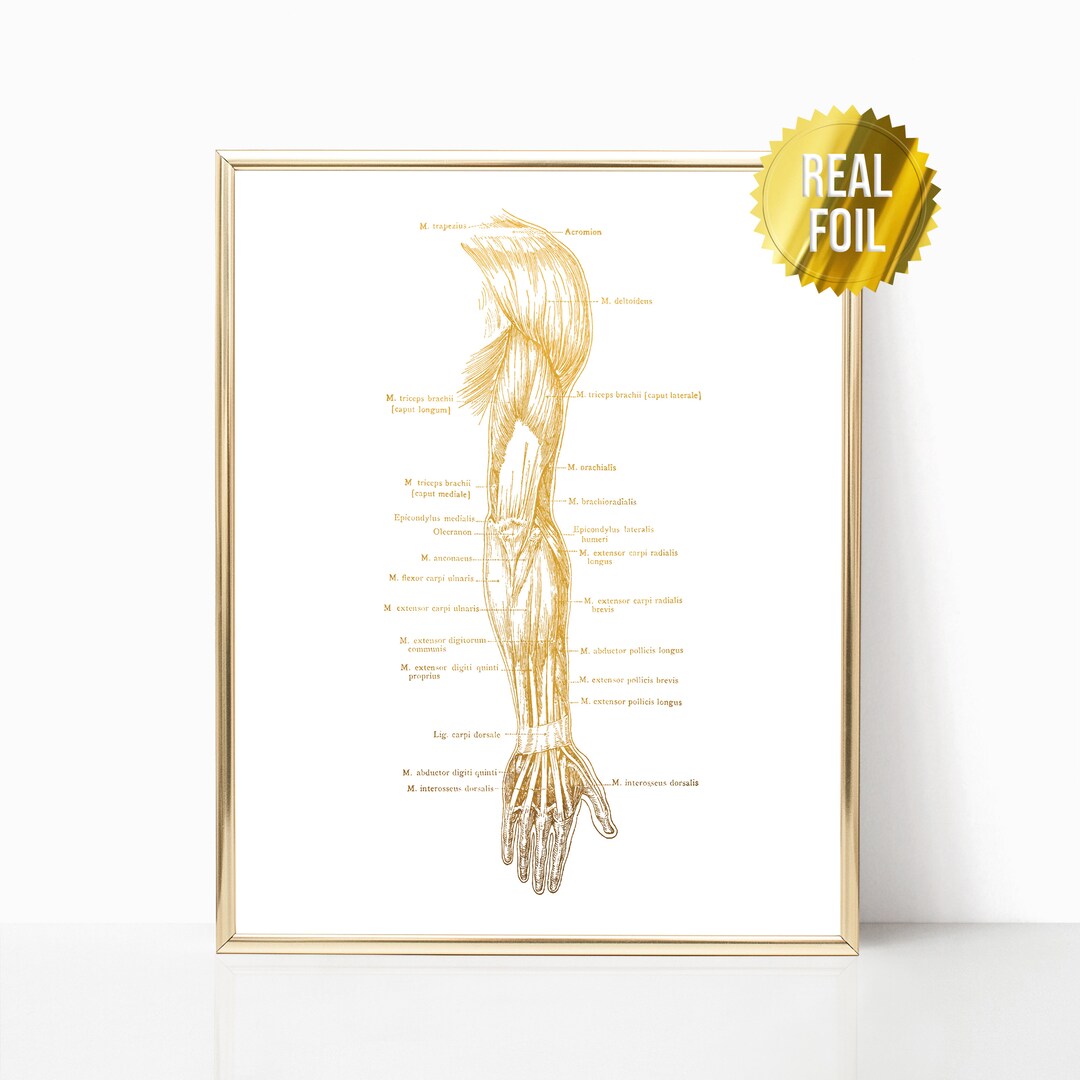 Massage Therapist Hand Anatomy Art Foil Print Anatomy Poster - Etsy