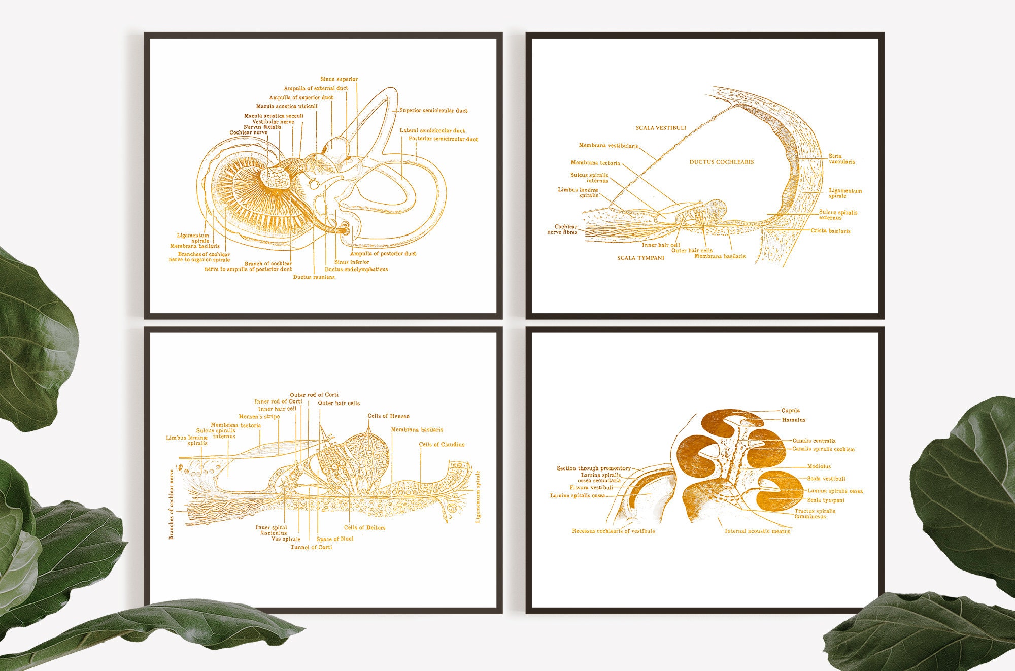 Ear Anatomy Art Foil Print Set of 4 Audiologist Office Decor - Etsy