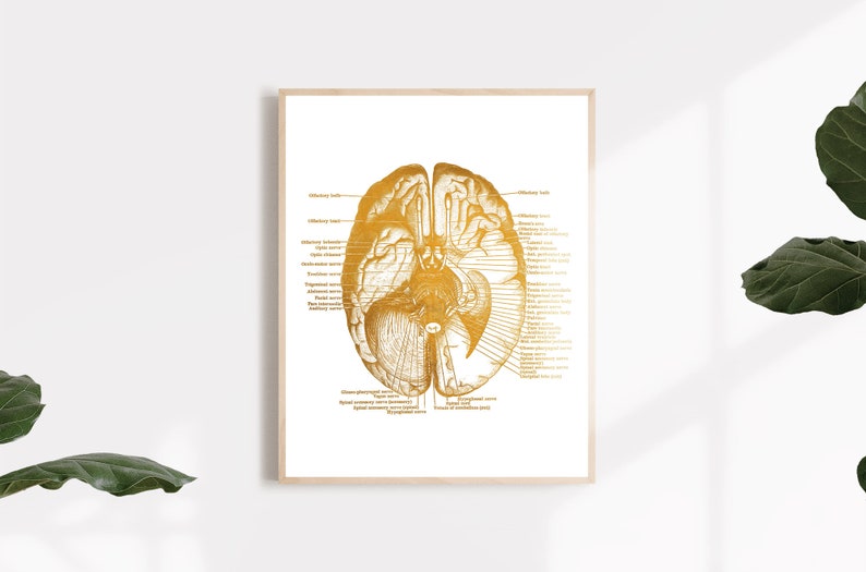 Human Brain Anatomy Medical Student Gift Foil Print Doctors - Etsy