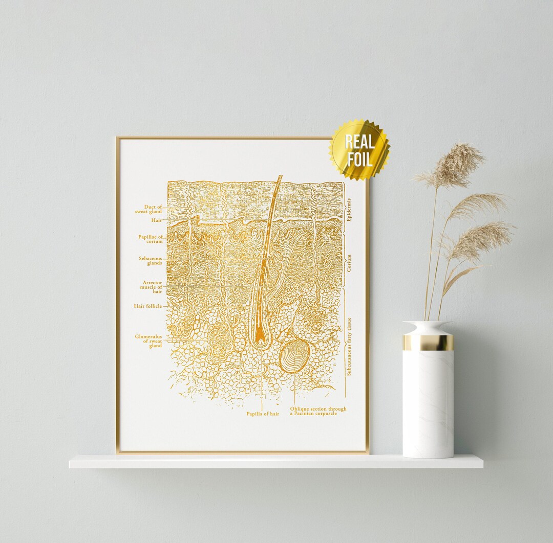 Dermatologist Gift Medical Art Foil Print - Esthetician Anatomy Print ...