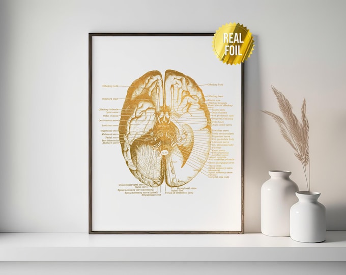 Human Brain Anatomy Print, Medical Student, Neuroscience Art, Doctor ...