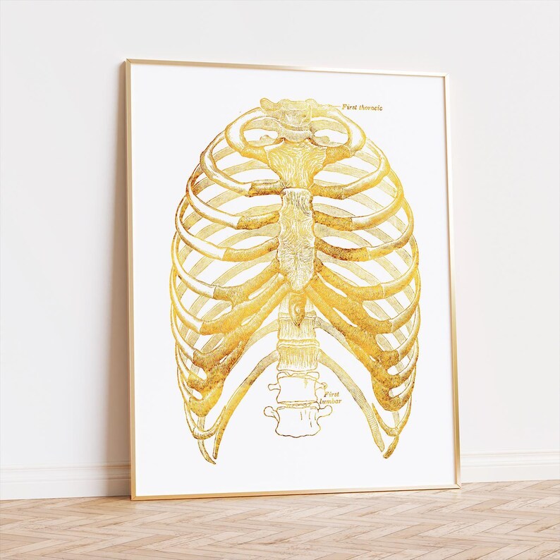 Thorax Vintage Anatomy Art Foil Print - Chiropractic Art - Physician ...