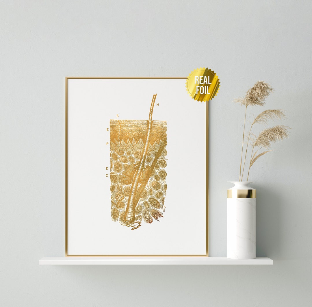 Skin Anatomy Art Dermatology Foil Print Medical Student Gift Skin Care ...