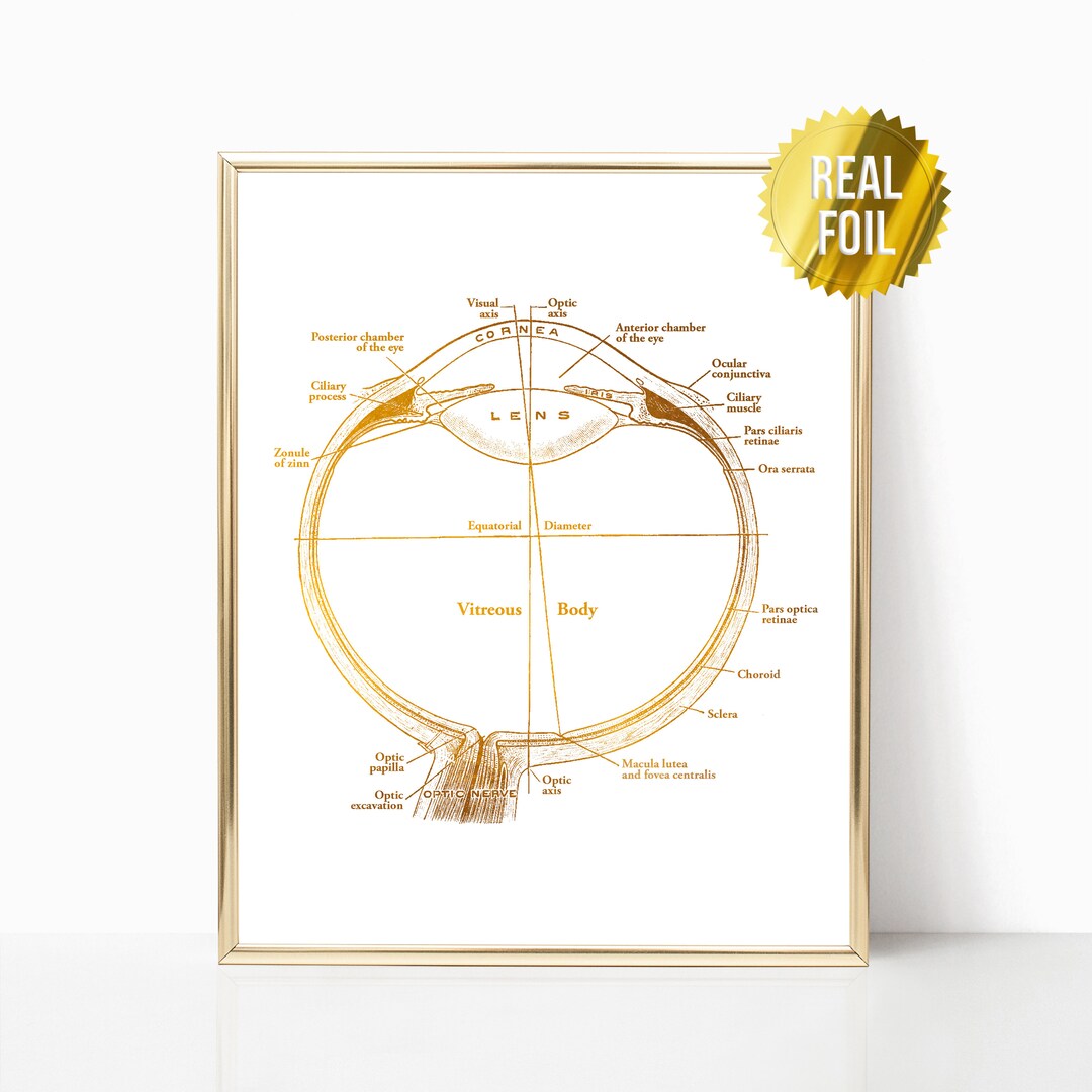 Optometry Wall Art Foil Print Optometry Eye Anatomy Optician Office ...
