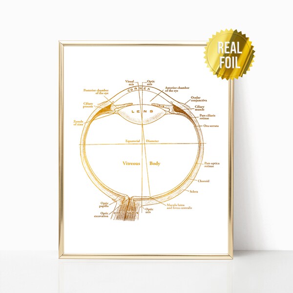 Optometry Wall Art - Etsy