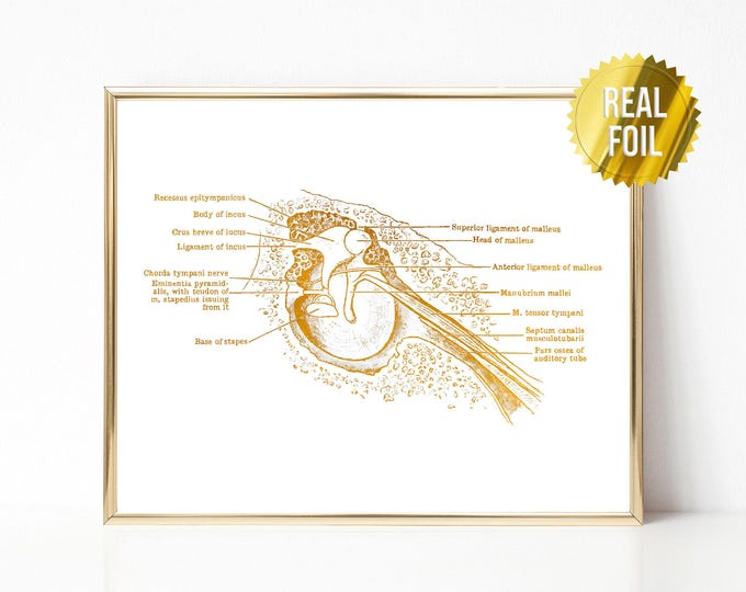 Human Ear Anatomical Gold Foil Art Print - Anatomy Wall Art - Medical ...