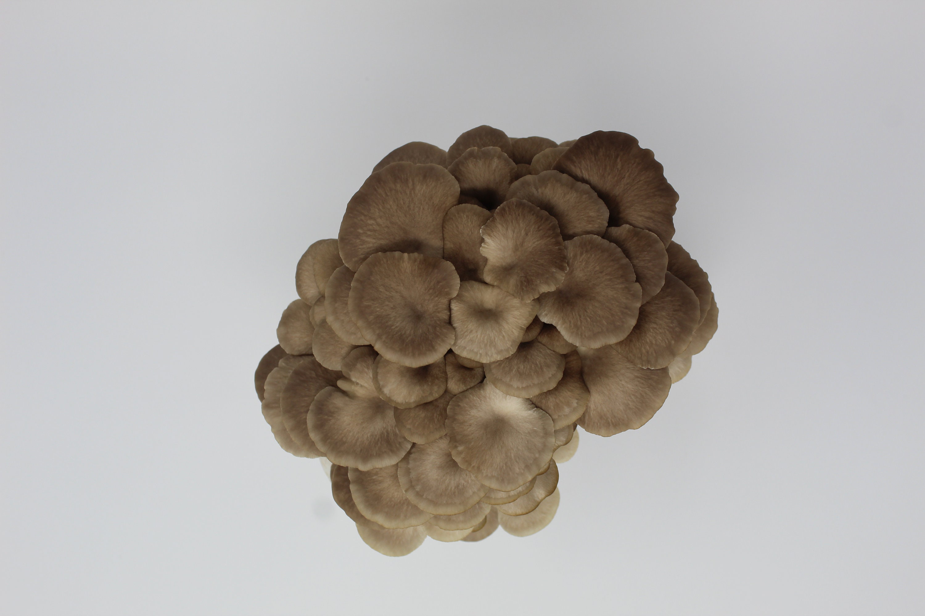 Brown Oyster Mushroom Grow Kit Beginner Friendly and Easy to - Etsy