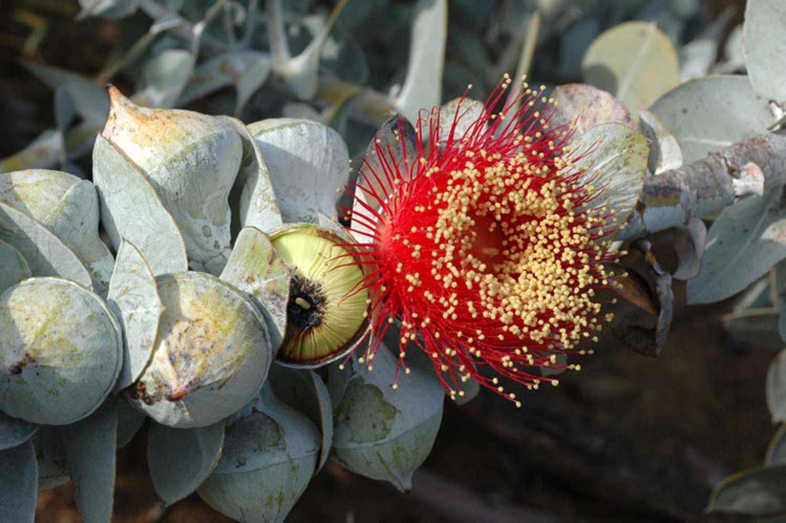 50 Eucalyptus Macrocarpa Australian Bush Rose SEEDS - Etsy Australia