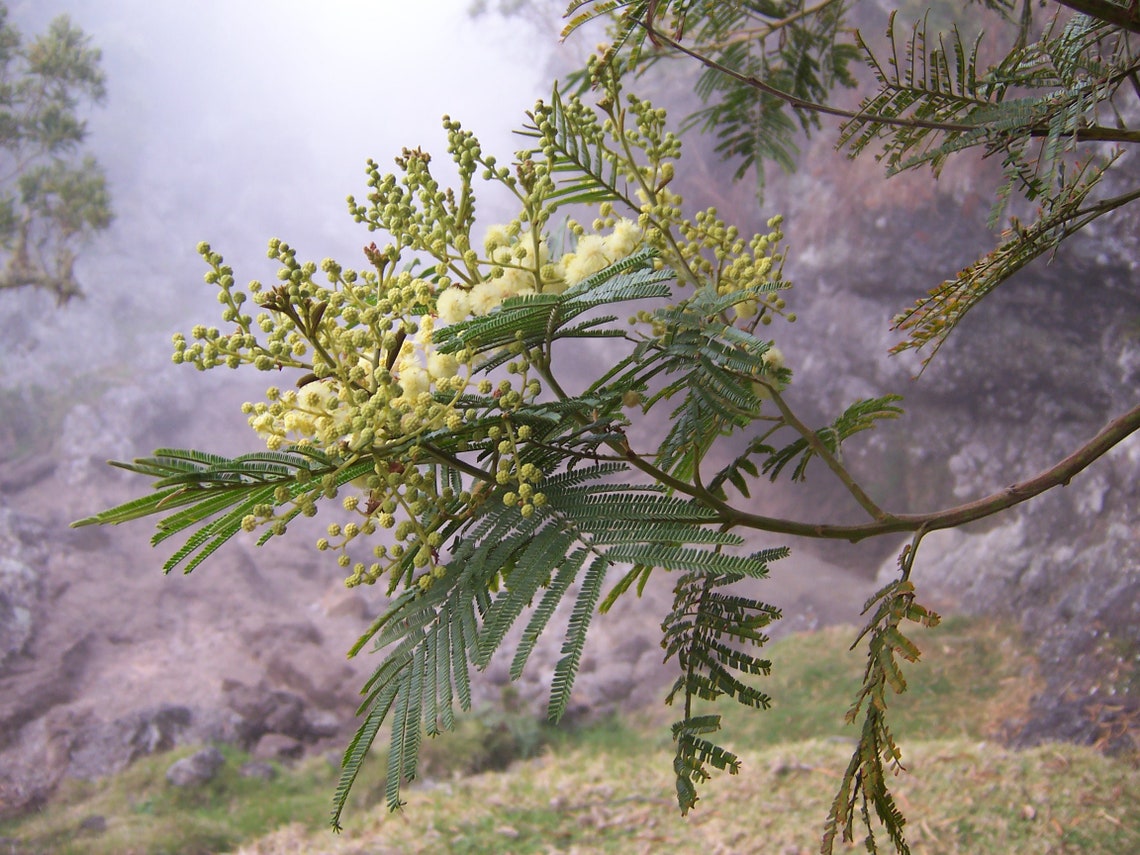 50 Black Wattle Tree Seeds acacia Mearnsii | Etsy