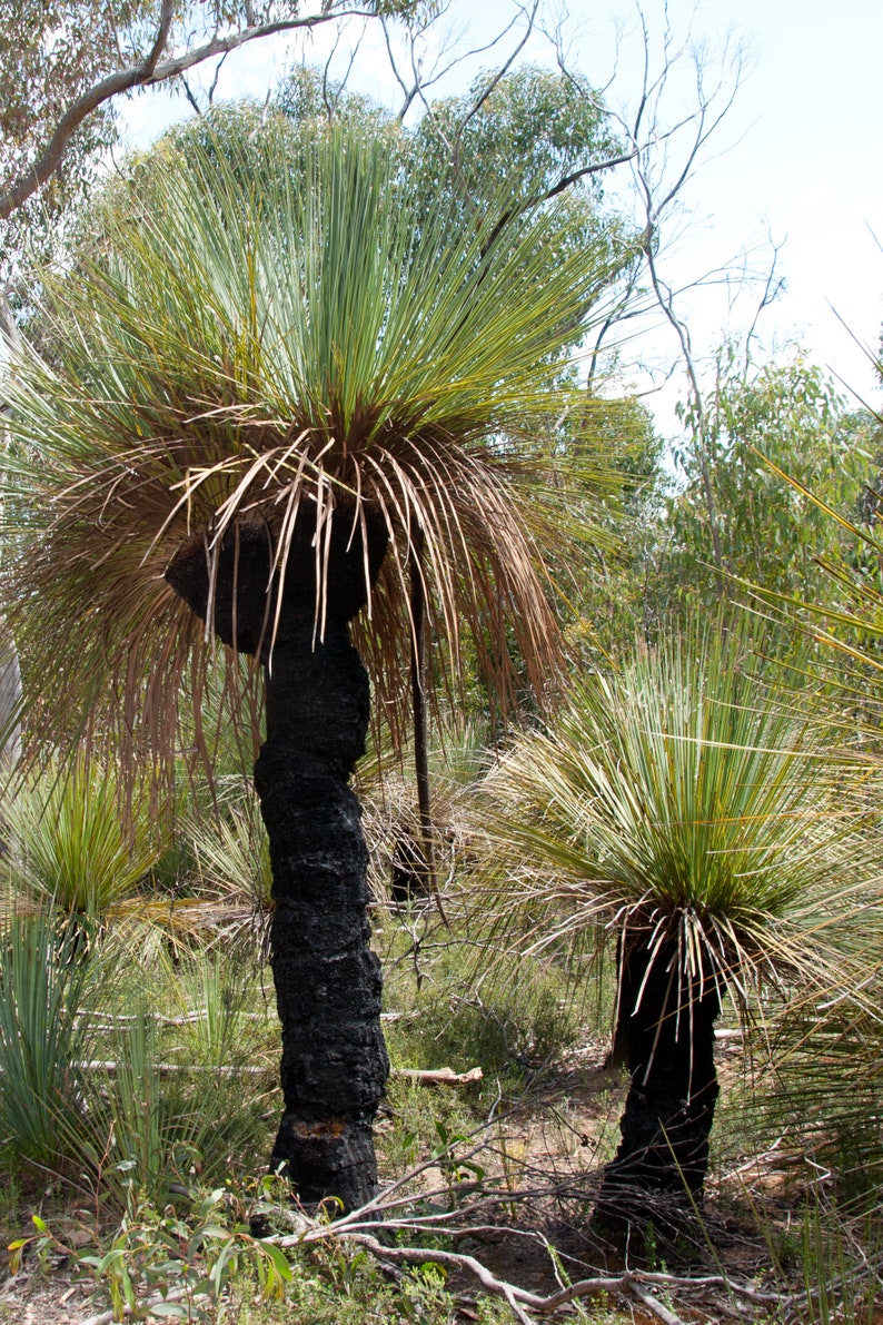 10 X Grass Tree Seeds xanthorrhoea Preissii Balga Native - Etsy Australia