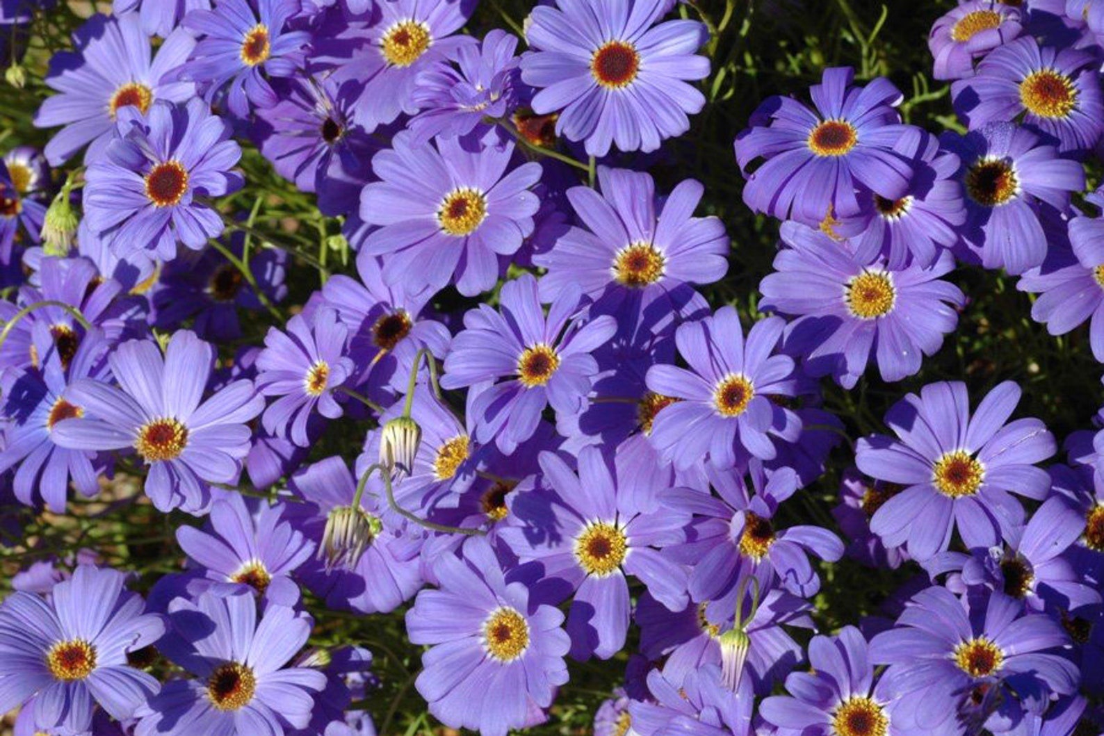 Brachyscome Iberidifolia Swan River Diasy White & Blue 300 - Etsy