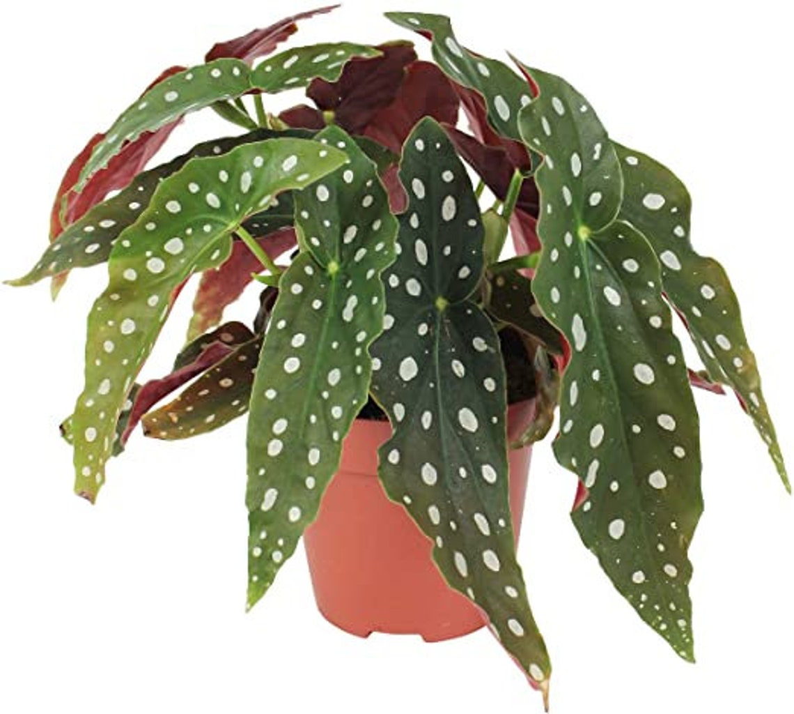 Crochet Polka Dot Begonia Plant Pattern Photo Tutorial - Etsy