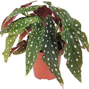 Crochet Polka Dot Begonia - Plant Pattern Photo Tutorial - Crochet ...